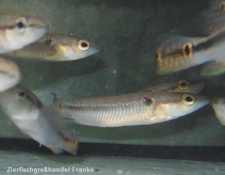 Aktuelles - Willkommen auf der Homepage von Zierfischgroßhandel Franke GmbH